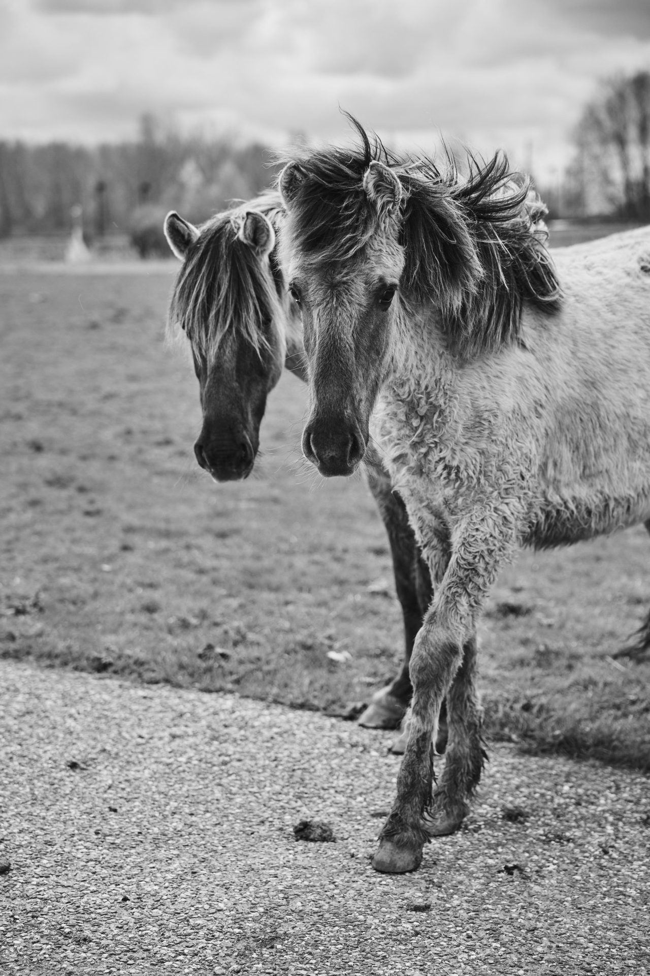 Nederland har mistet nesten all urørt natur. Vi dro på jakt etter den ...
