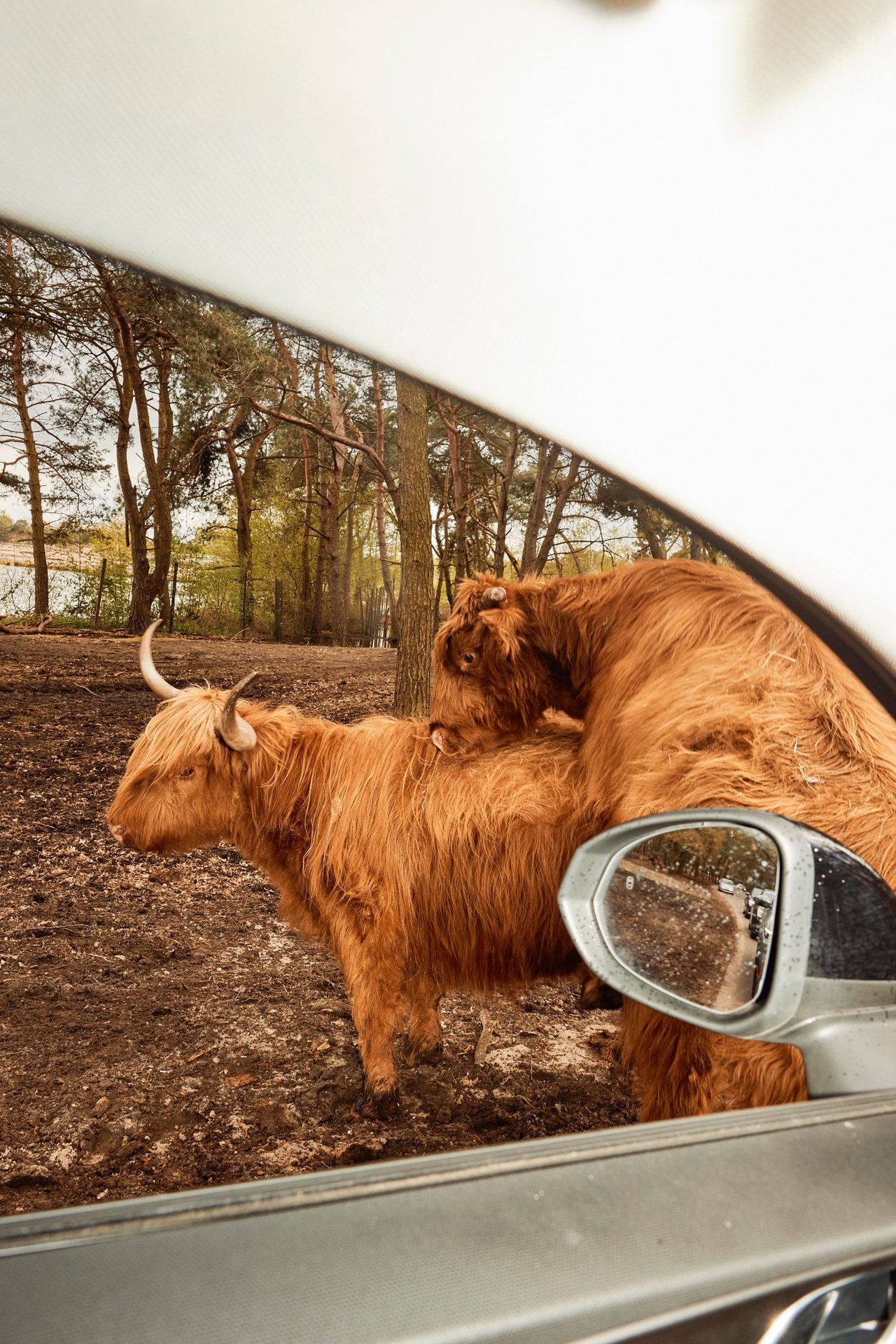 Nederland har mistet nesten all urørt natur. Vi dro på jakt etter den ...