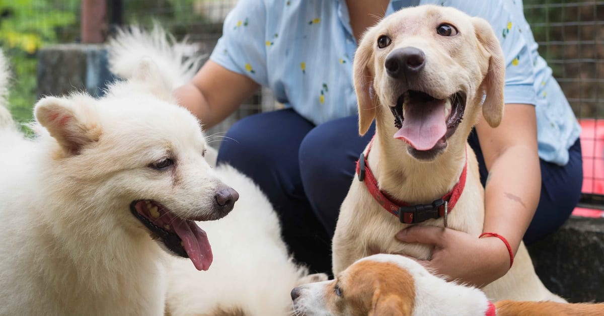 Keeping pets in homes