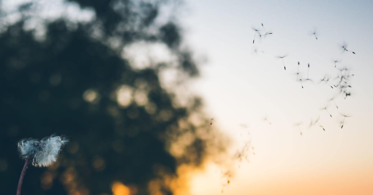 Annonsørinnhold: Disse rådene vil gi deg mindre plager i pollensesongen