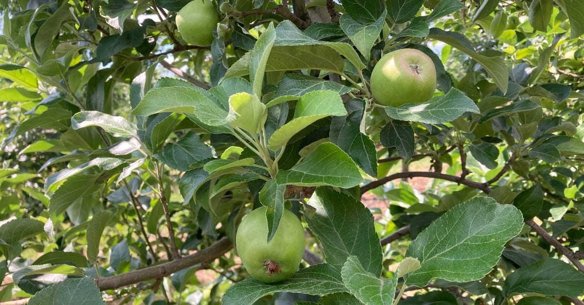Pome fruits | Syngenta Canada Horticulture Hub