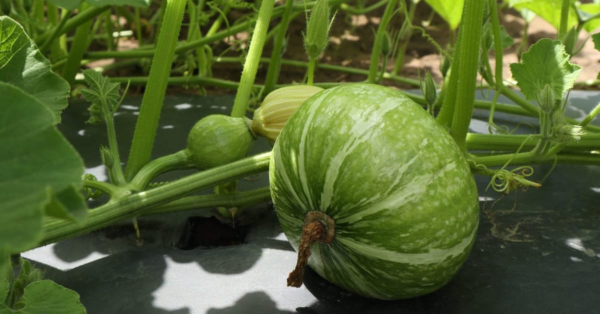 Cucurbits | Syngenta Canada Horticulture Hub