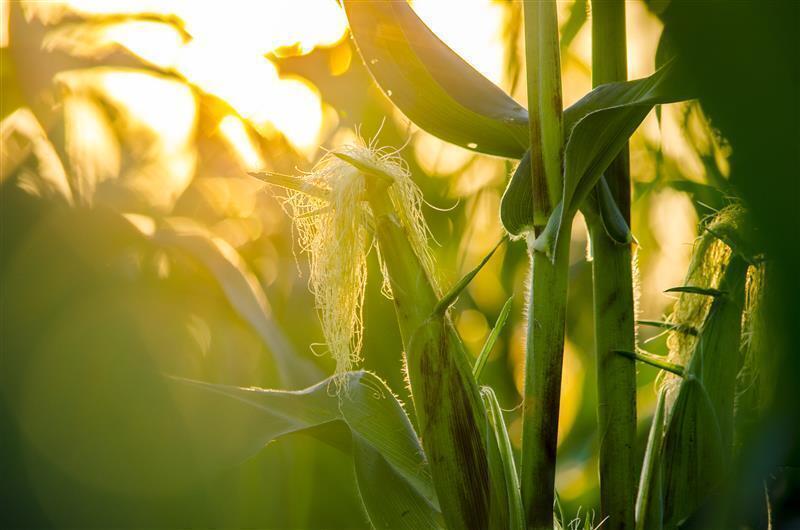 4 Yield Drive Corn Solutions | Syngenta Canada