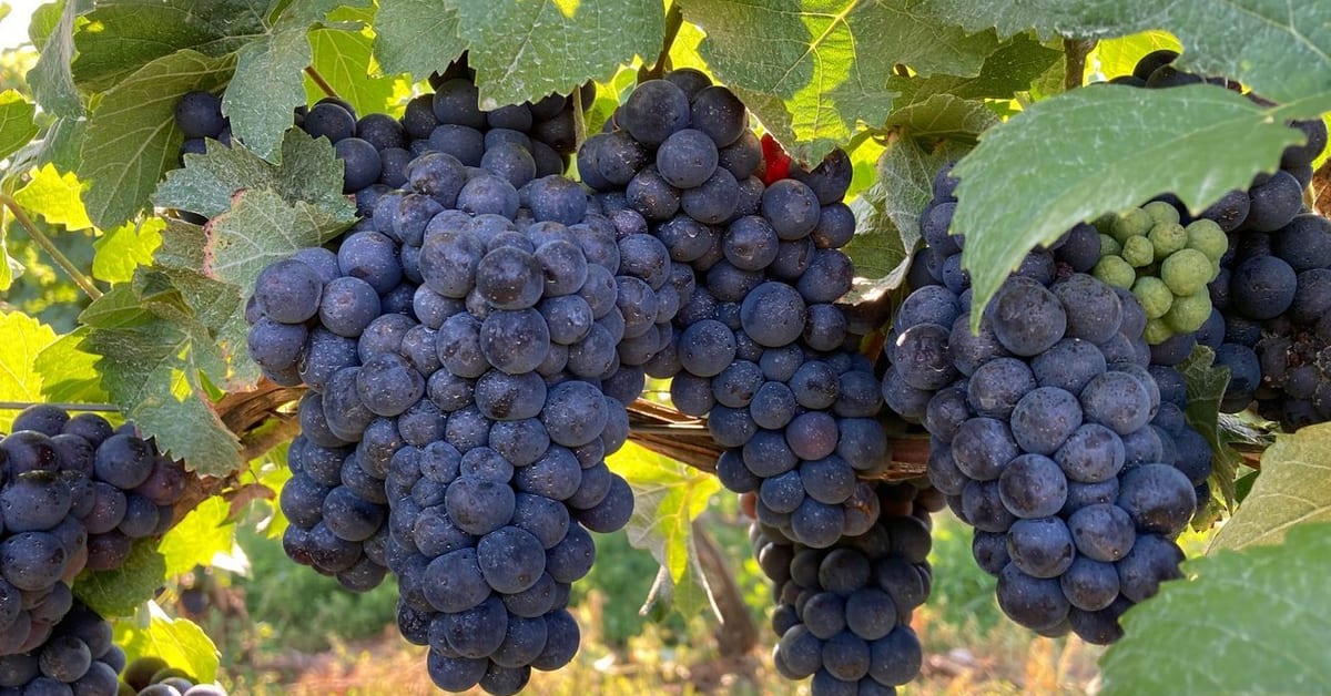Grapes | Syngenta Canada Horticulture Hub