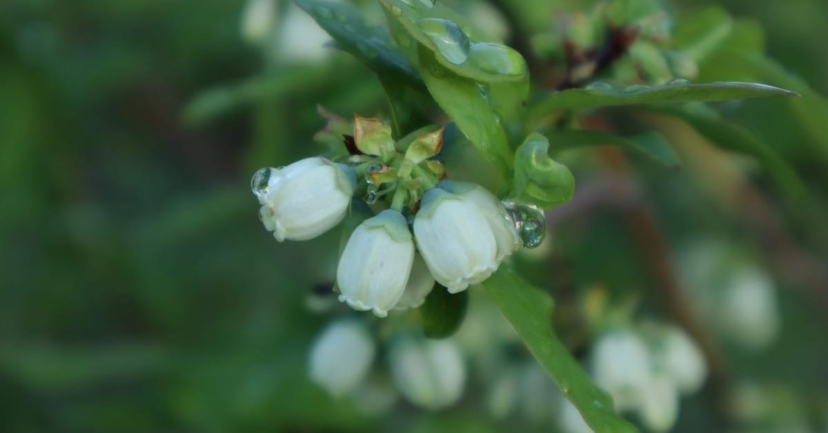 Highbush blueberries | Syngenta Canada Horticulture Hub