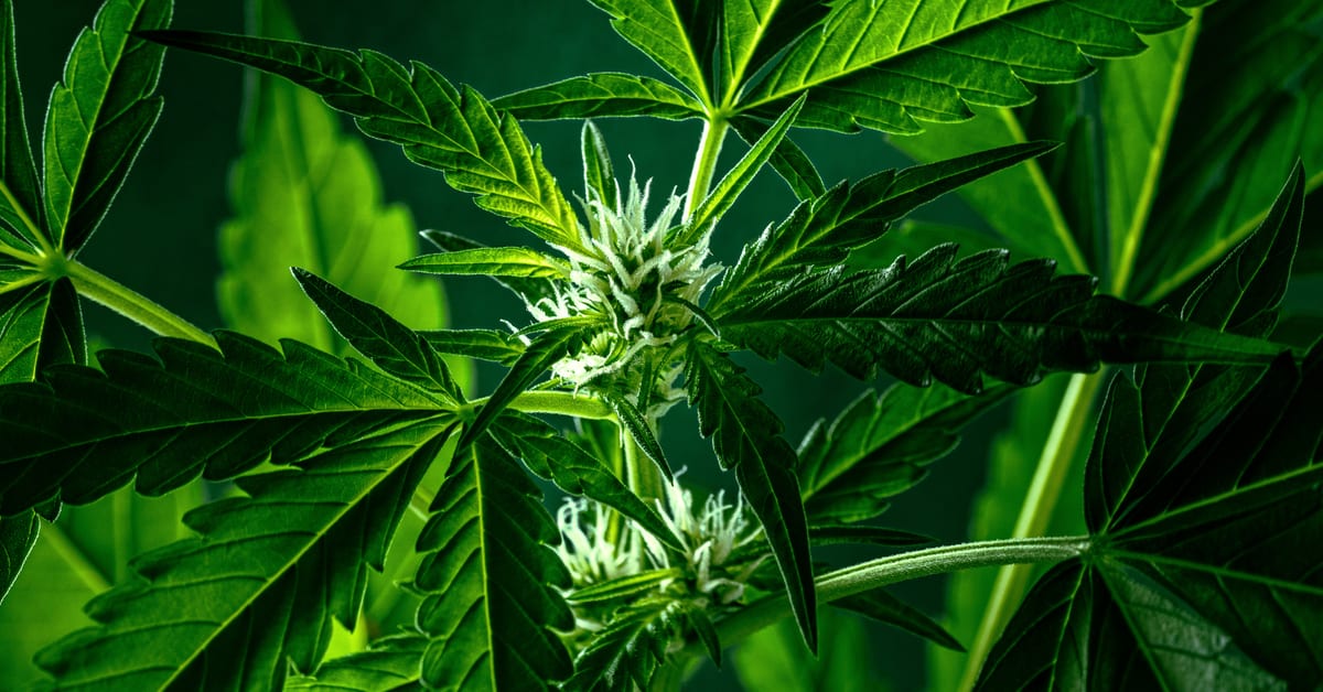 F2_Cannabis Security-Feature