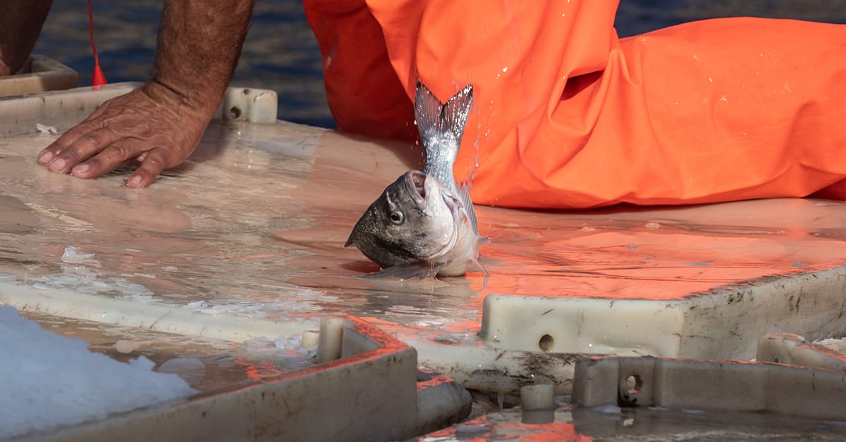 Sponsored Content: Raising the bar for fish welfare in aquaculture