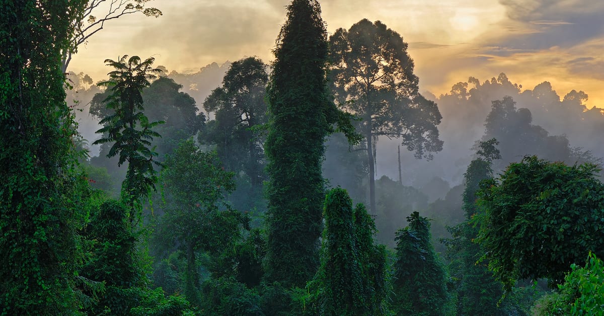 Annonsørinnhold: Regnskogens hemmelige medisiner
