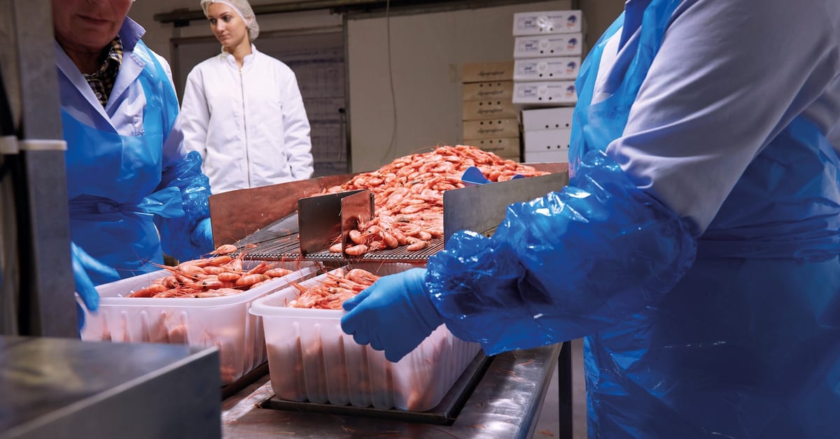 Annonsørinnhold: Lyngen reker: Generasjonsskifte i rekebedrift med ...