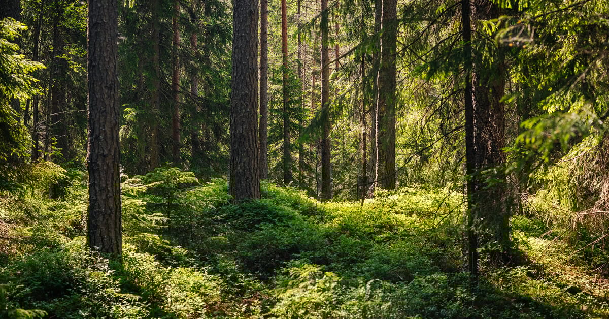Skog er en fornybar og bærekraftig ressurs