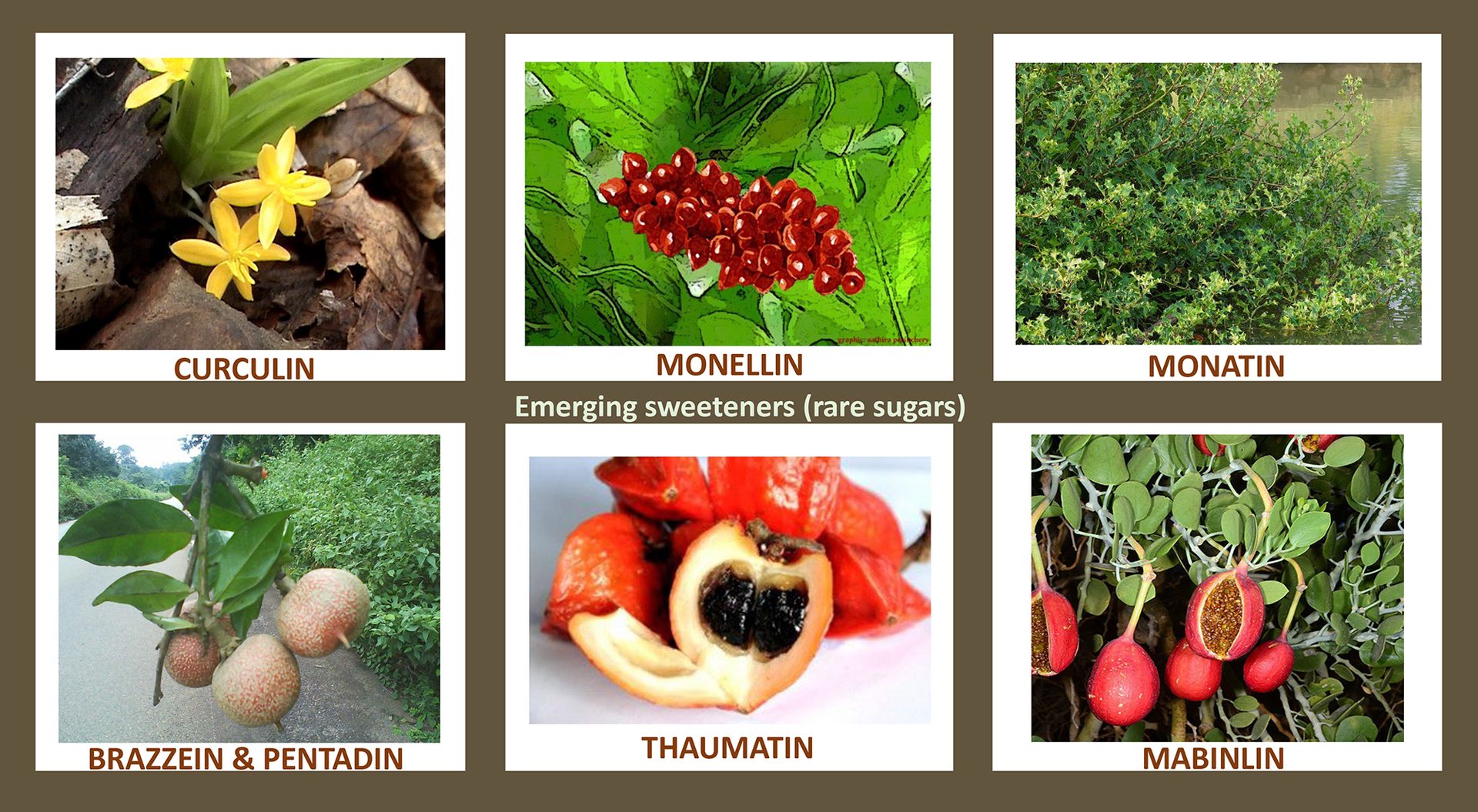 Botanical Sweeteners | August 2023 | Prepared Foods