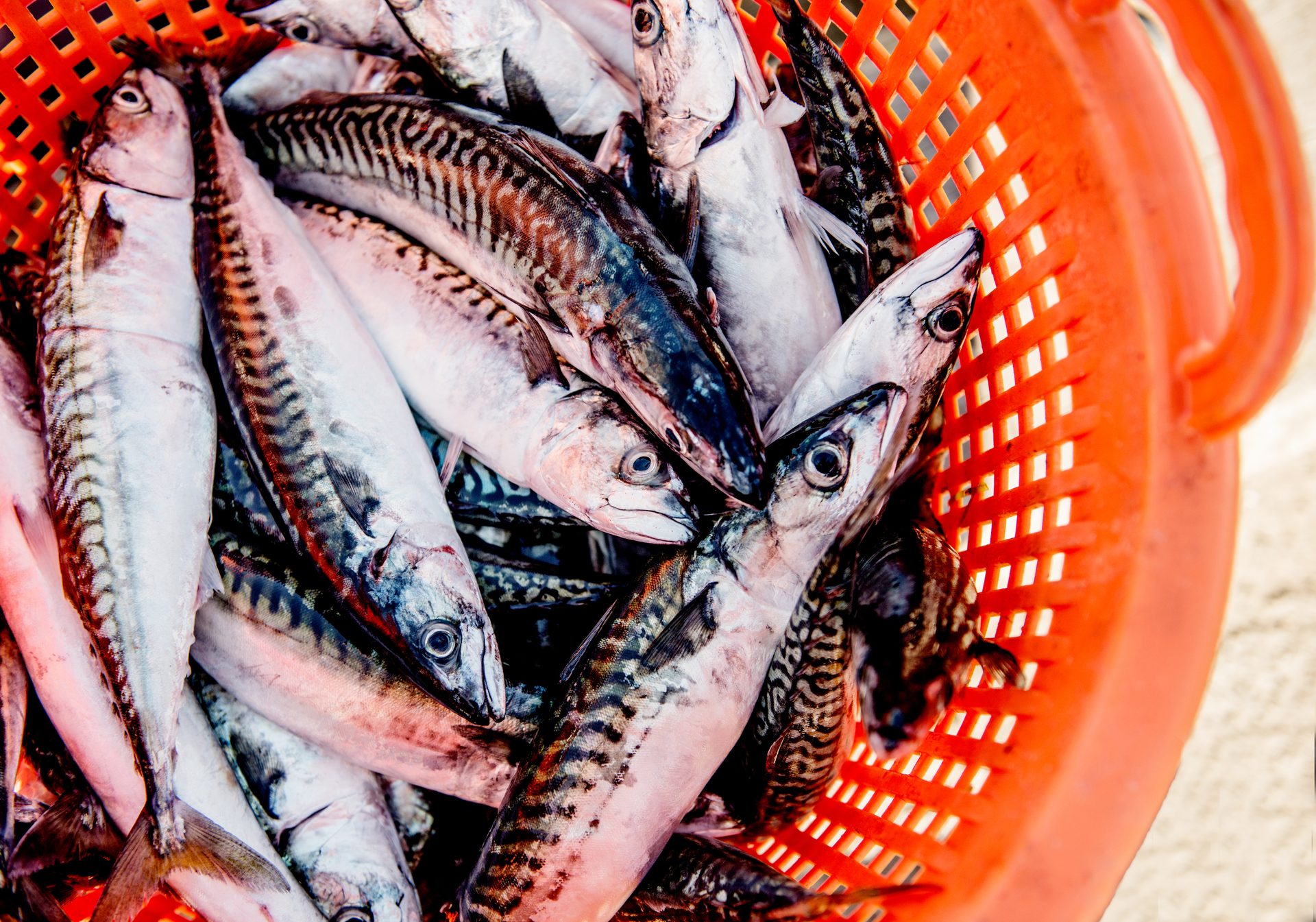 Korteste vei til sommergleden
