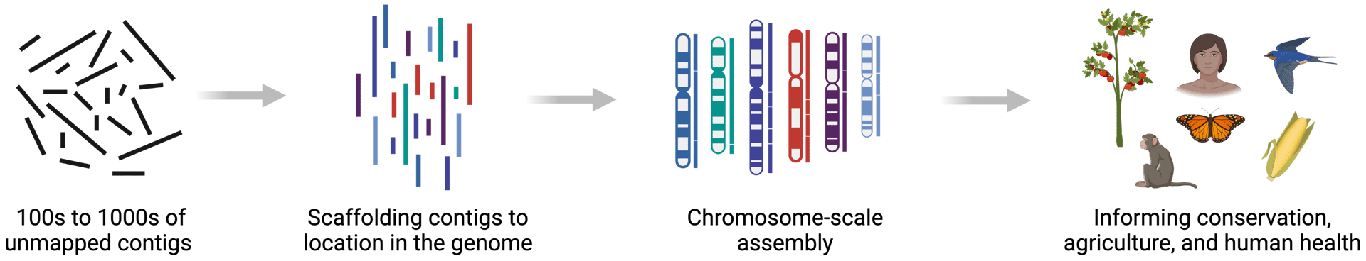 Hi-C for Genome Assembly eBook – Arima Genomics