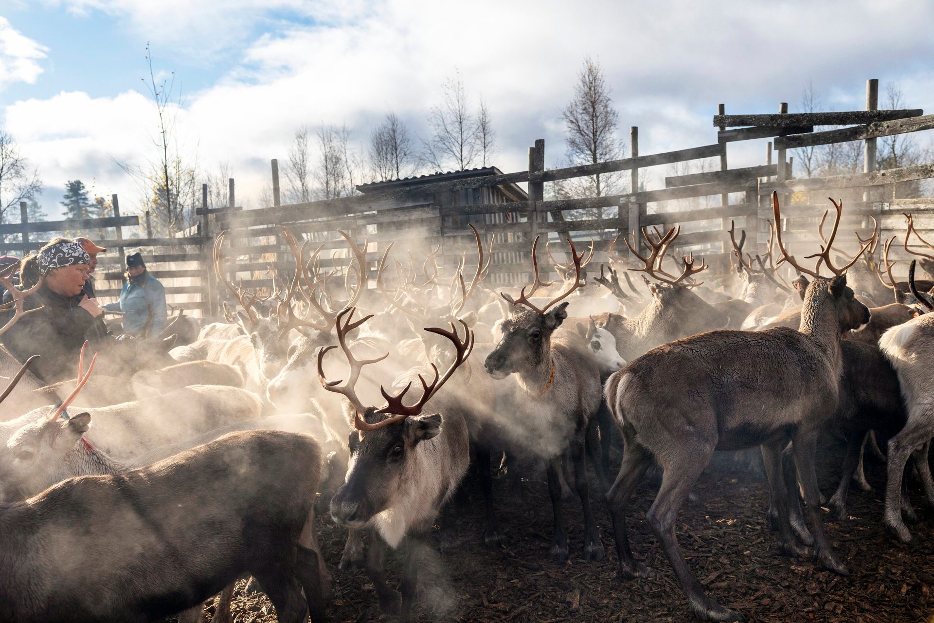 Fortvilte svenske reindriftsamer, en norsk milliardær – og en natur som ...