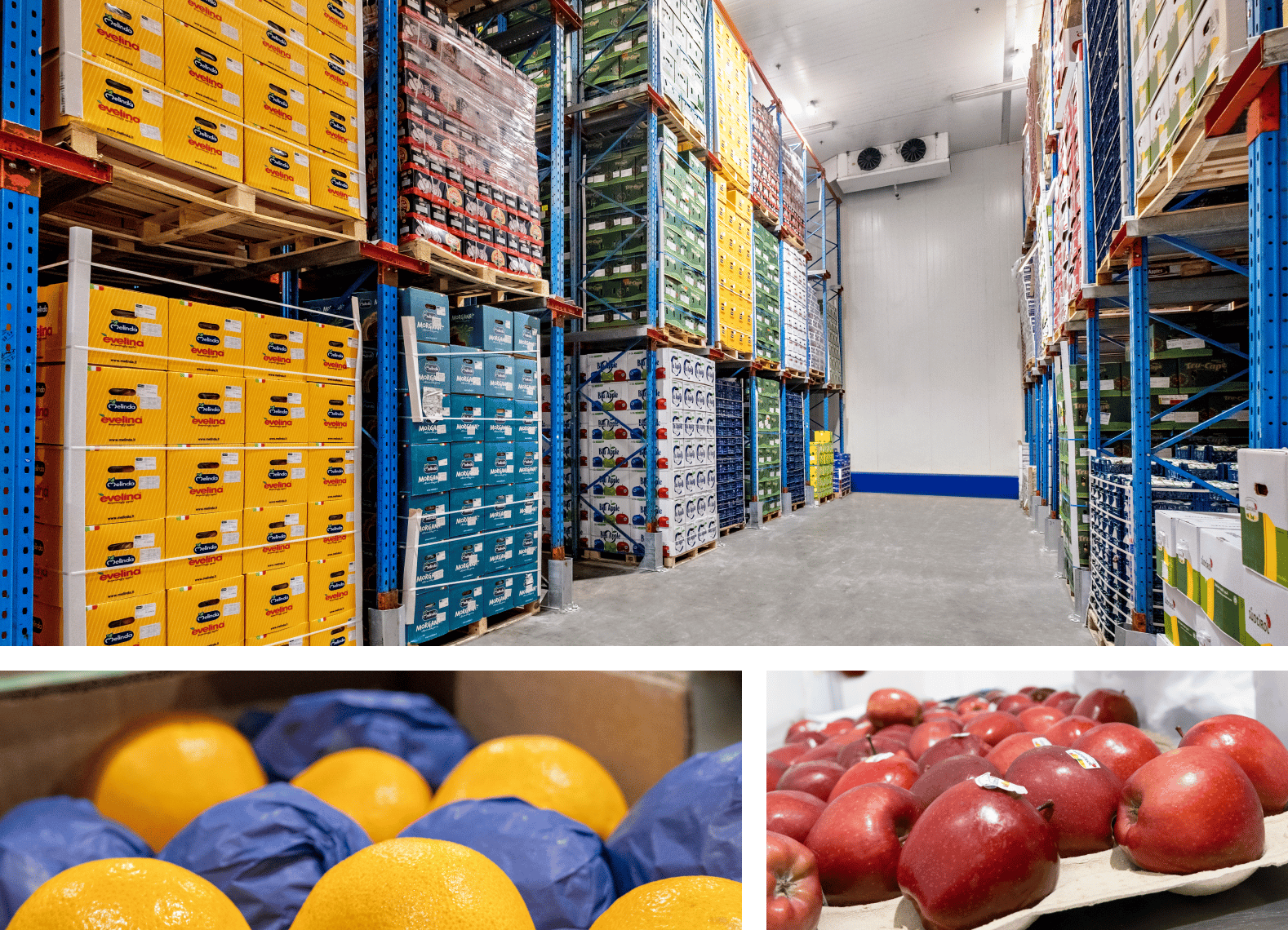 Trading & Distribution