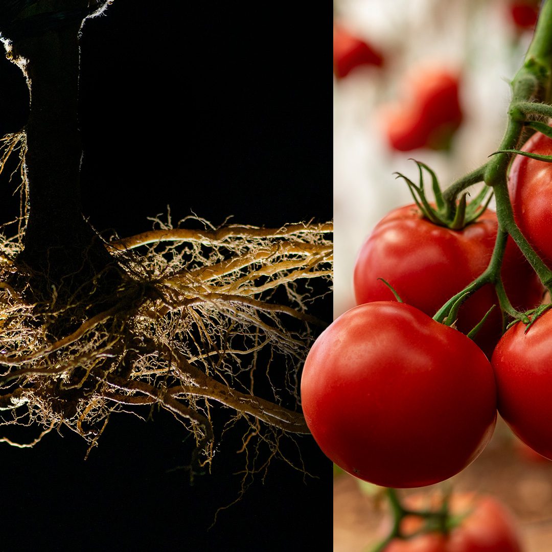 tomato roots