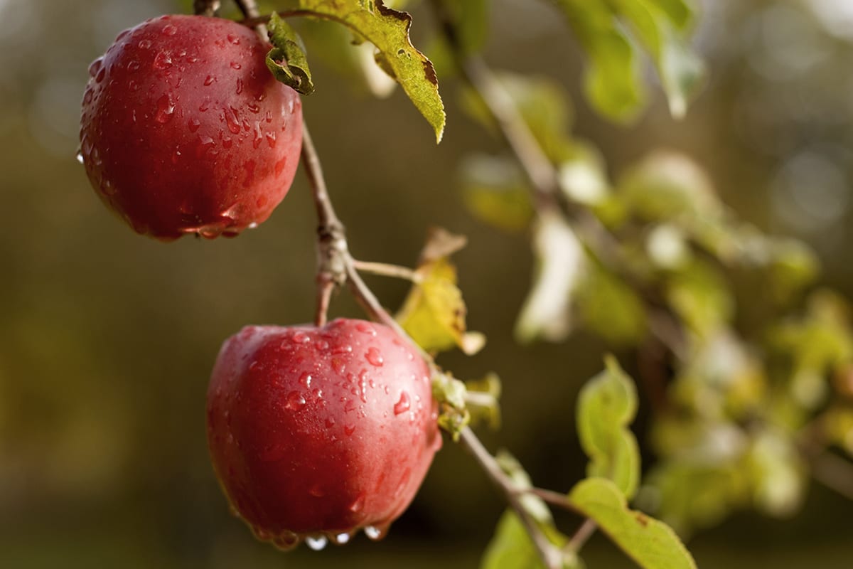 Epler fra Hardanger -Modnet i fjordlandskapet, tuftet på tradisjoner
